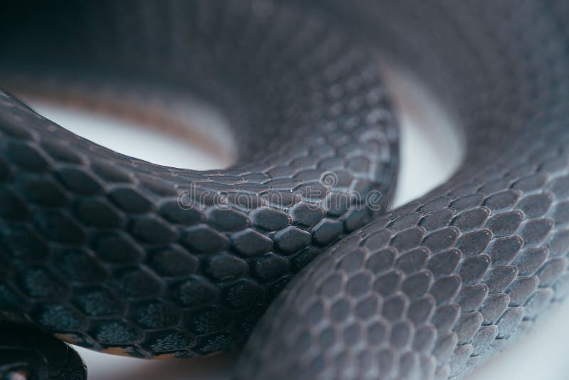 Macro of a Ring-necked Snake Stock Image - Image of detail, macro ...