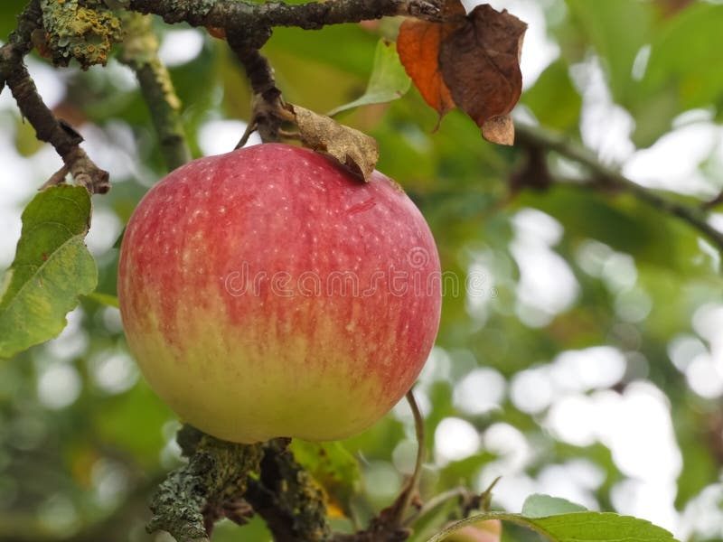 Macro of a Ripe Red Apple on an Apple Tree Stock Photo - Image of ...