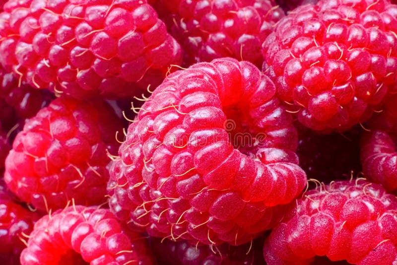Macro of Ripe Red Raspberry. Food Background. Close-up Stock Image ...