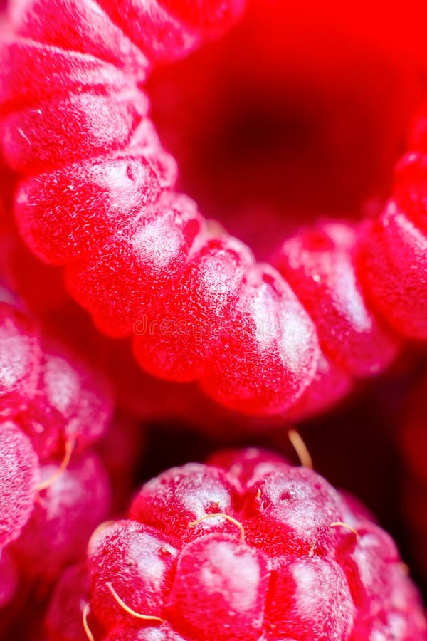 Macro of Ripe Red Raspberry. Food Background. Close-up Stock Image ...