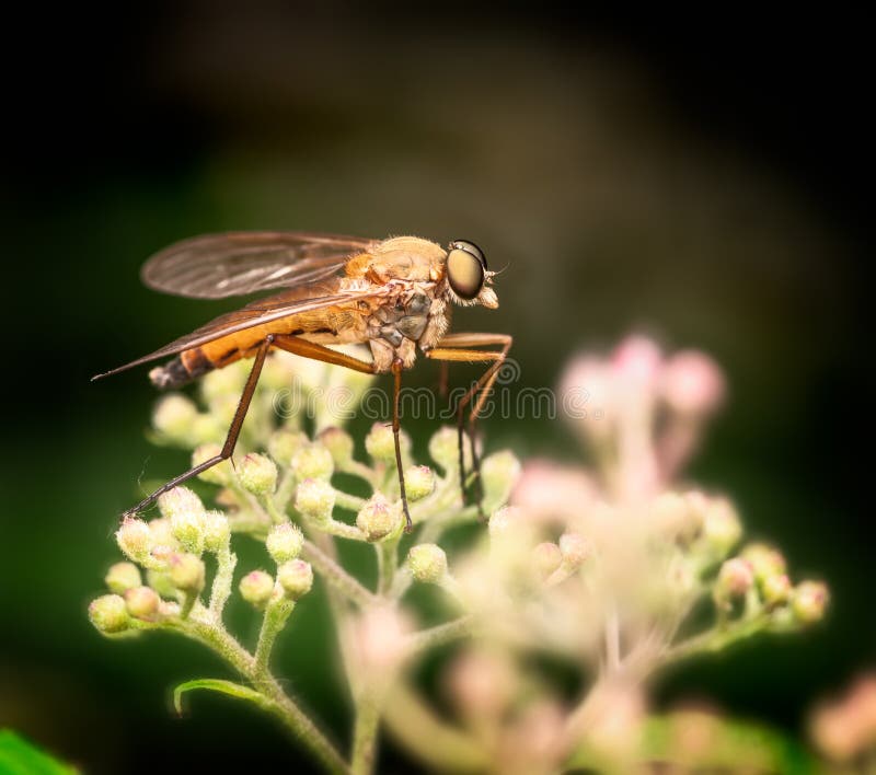 Macro of a robber fly stock image. Image of nature, wings - 226603999