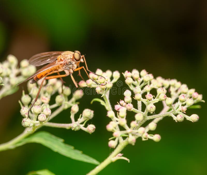 Macro of a robber fly stock photo. Image of wings, wildlife - 227599514