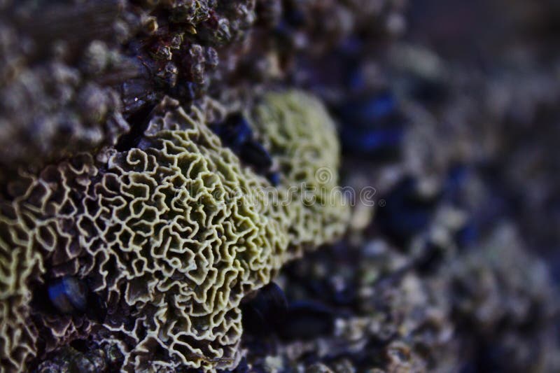 Macro of rocks in the sea stock photo. Image of spain - 157580742
