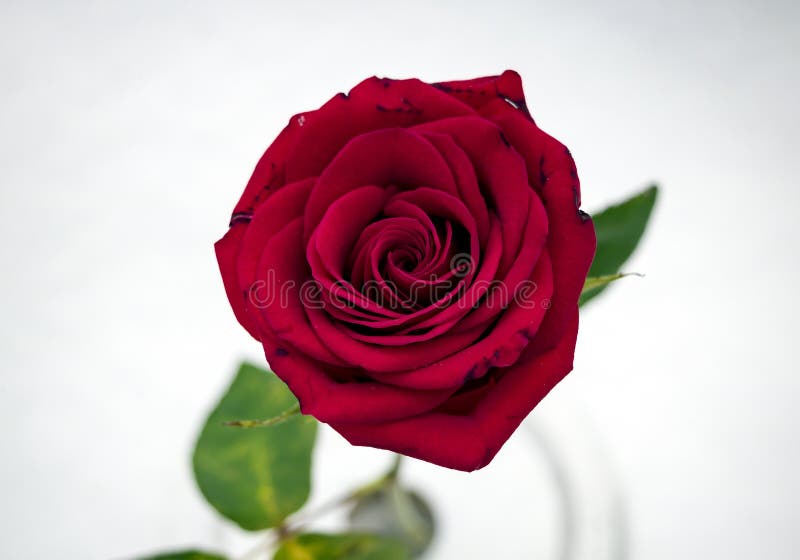 Macro Rode Rose in Snow Van Hierboven Stock Foto - Image of ...