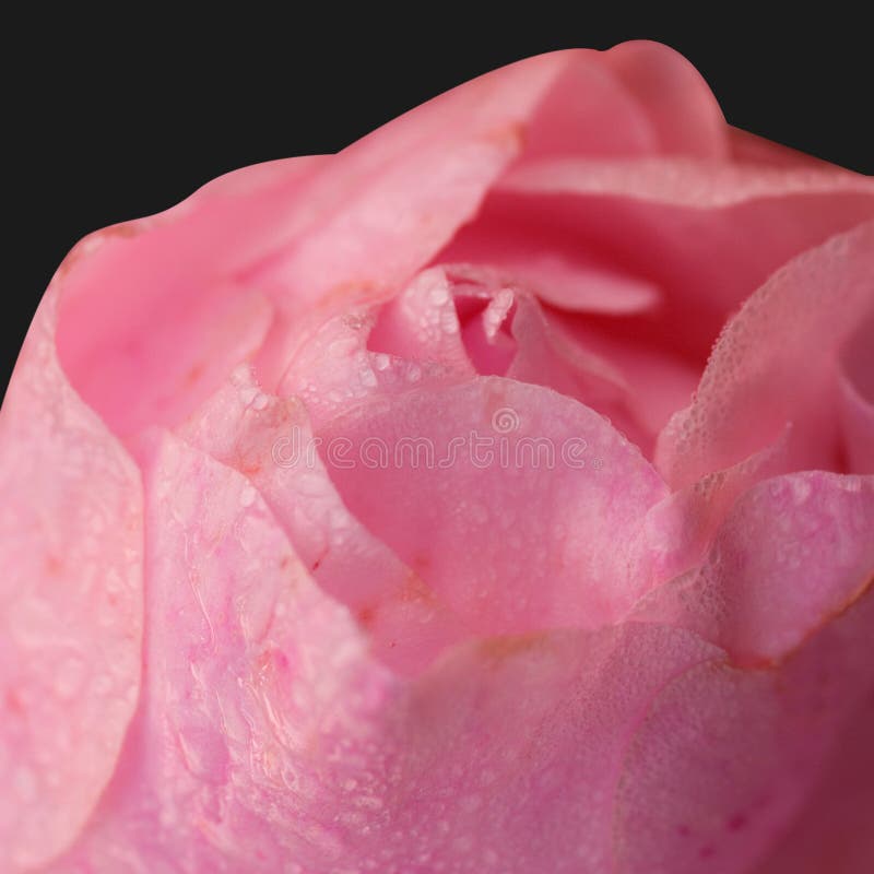 Macro rose stock photo. Image of rose, aromatherapy, health - 7503706