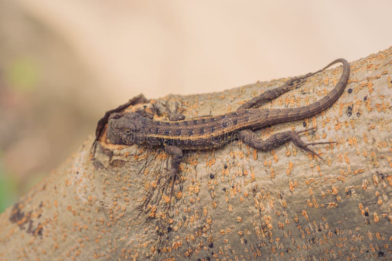 Macro of a Rose-Bellied Lizard Stock Photo - Image of animal, stripes ...