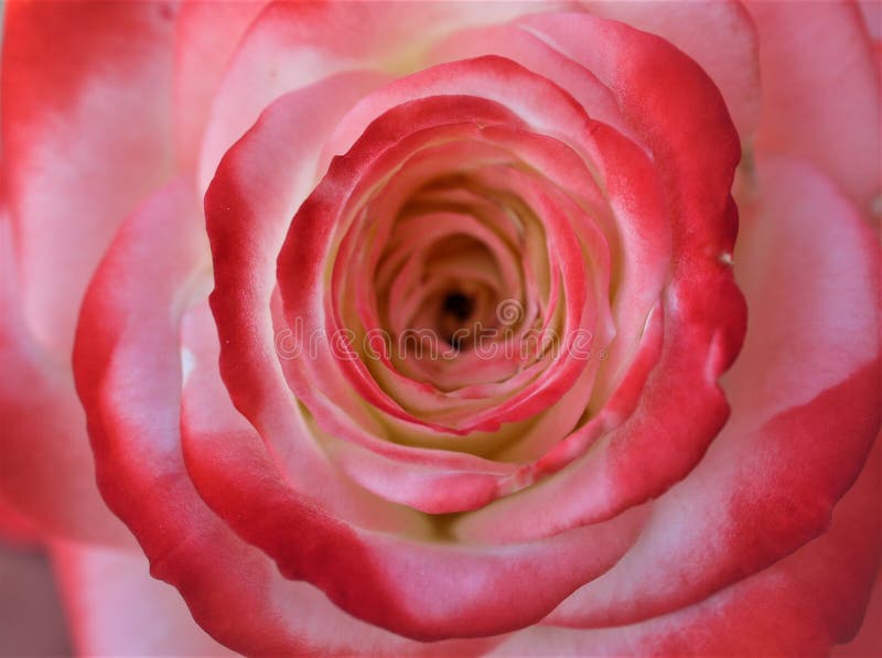 Macro rose flower stock image. Image of fullscreen, petals - 123253033