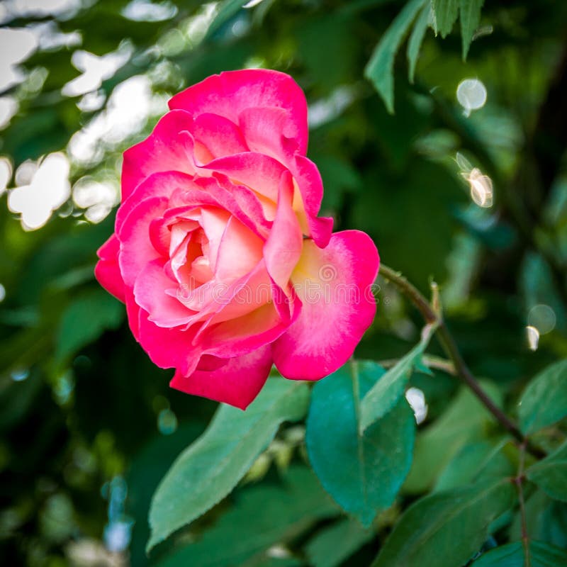 Macro of Rose with Water Droplets Stock Image - Image of water, yellow ...