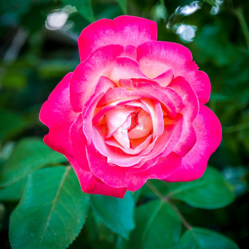 Macro rose with leaf stock image. Image of cute, field - 148811925