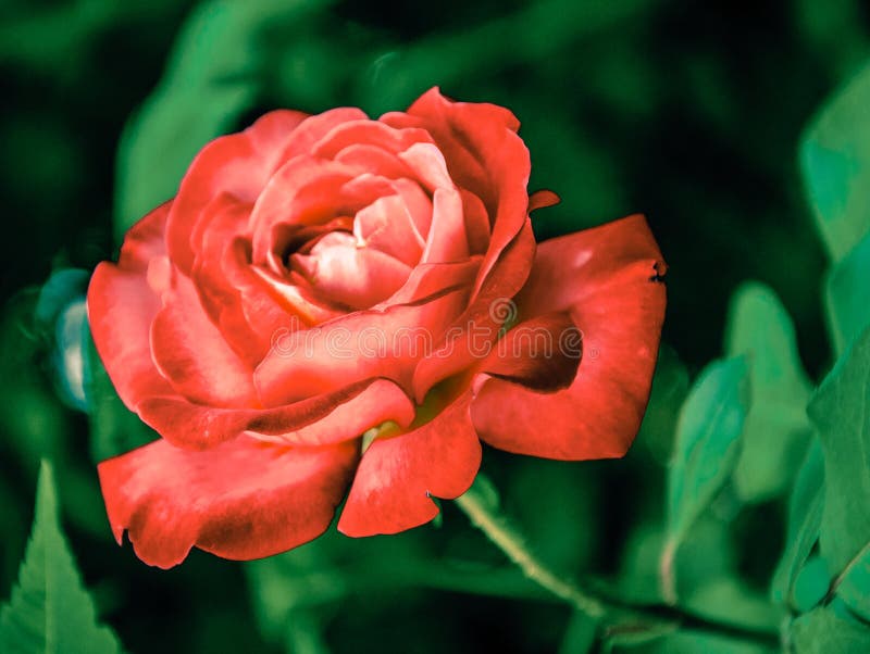 Macro rose petals stock photo. Image of macro, rose, large - 53275842