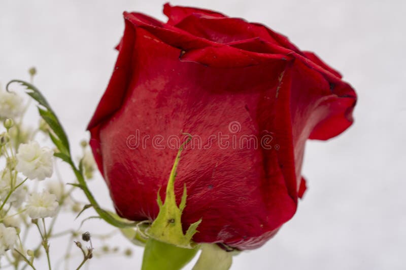 Macro Rose Photo stock image. Image of rose, bouquet - 362445701