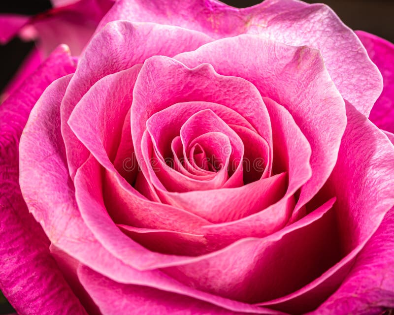 A Very Close View of a Pink Rose Stock Image - Image of garden, bright ...