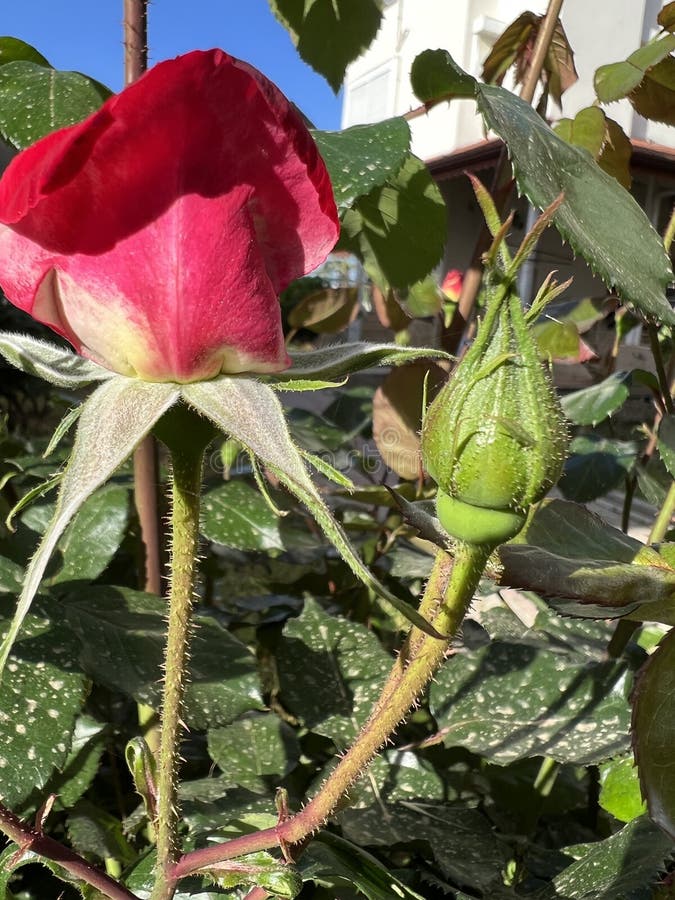 Macro Roses Flowers on Grassed Stock Photo - Image of flowers ...