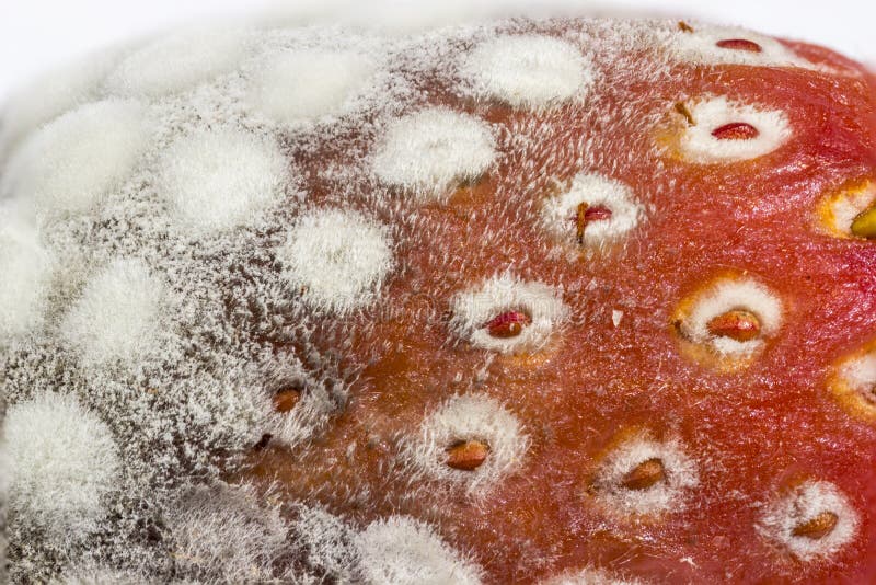 Macro of rotten strawberry stock image. Image of white - 67350417