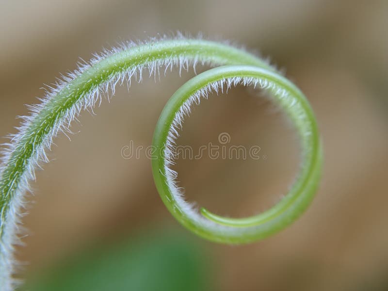 Macro of Rounded Stem Plant Texture Stock Photo - Image of texture ...