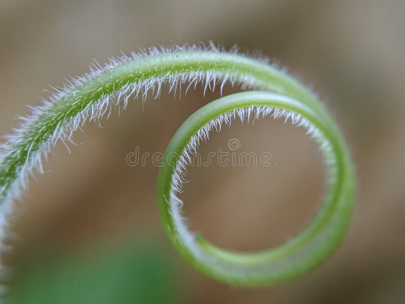 Macro of Rounded Stem Plant Texture Stock Photo - Image of petal ...