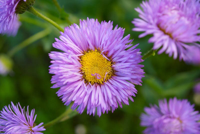 Macro Roxo Da Flor Da Margarida Imagem de Stock - Imagem de florista ...