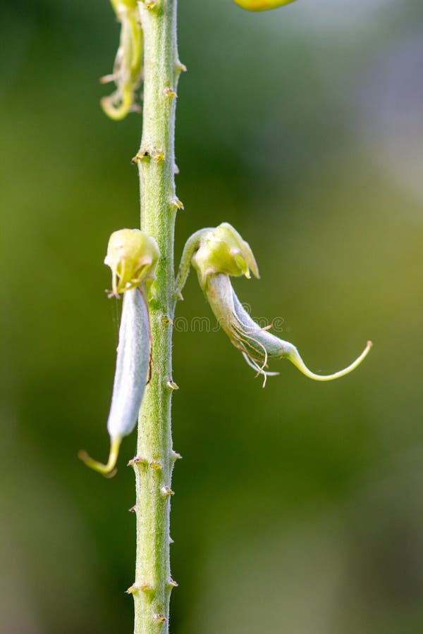 Macro S Hot of a Broad Leaved Rattle Pod Plant Stock Image - Image of ...