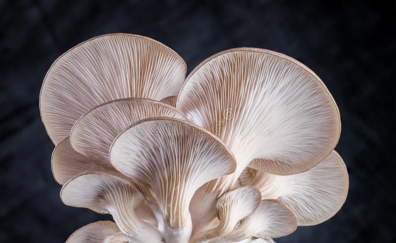 Macro Sajor-caju Mushroom Plants, Beautiful in Nature Stock Image ...