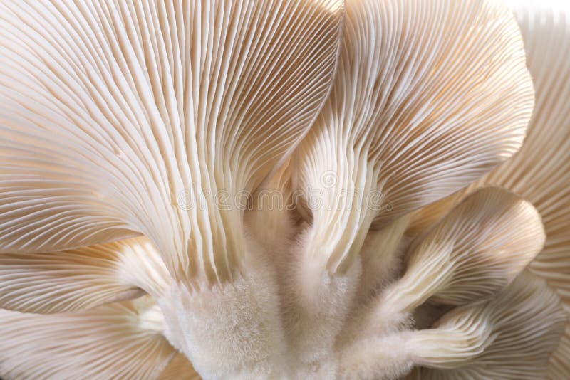 Macro Sajor-caju Mushroom Plants Nature Background Stock Photo - Image ...