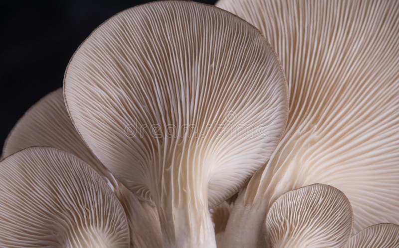 Macro Sajor-caju Mushroom Plants. Beautiful in Nature Stock Photo ...
