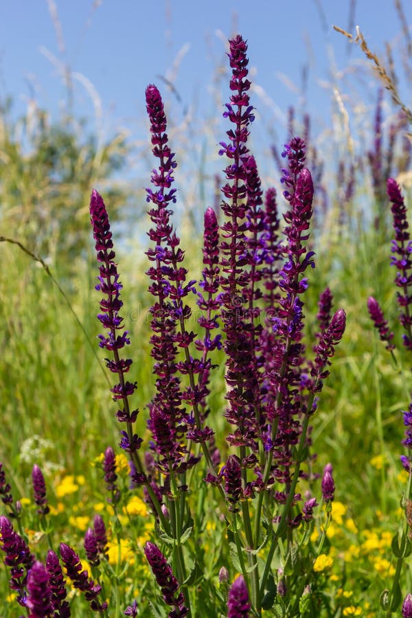 Macro of Salvia Sage Blossoms As it Just Begins To Bloom. Salvia ...