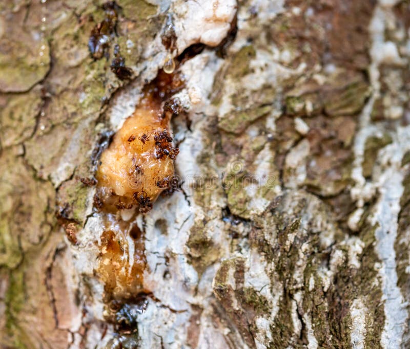Macro Sap on Tree Bark with Ants Stock Photo - Image of trunk ...