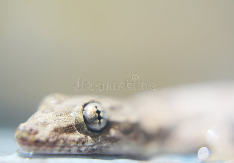 Macro scale of a gecko stock image. Image of closeup - 349651911