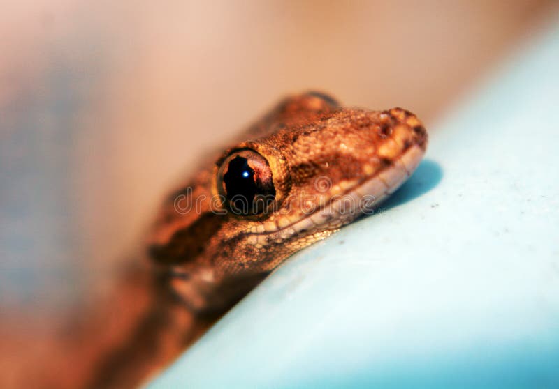 Macro scale of a gecko stock photo. Image of black, nature - 349651740