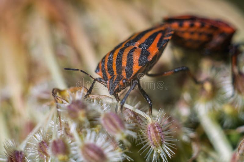 Macro Scale Insects on a Flower in Summer Stock Photo - Image of macro ...