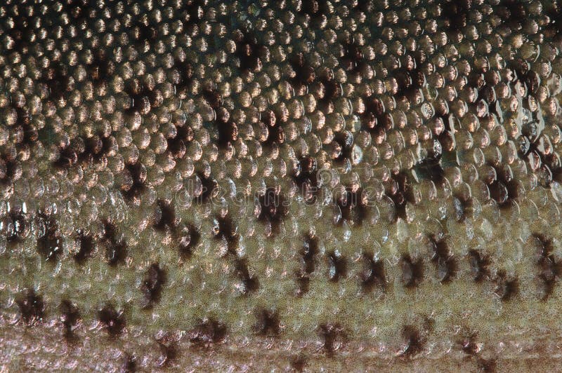 Macro scale trout. stock image. Image of fish, food, texture - 83023195