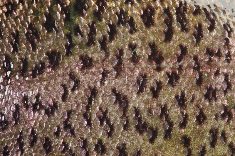 Macro scale trout. stock image. Image of pattern, macro - 83023883