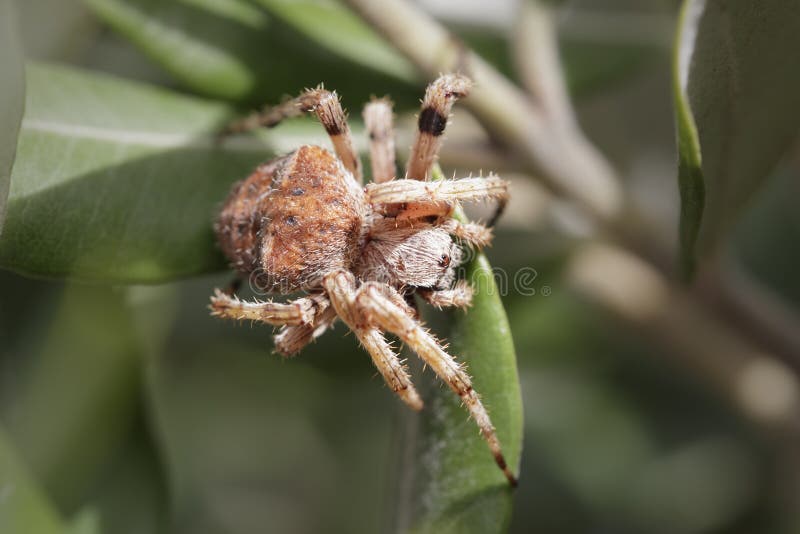 Hidden spider macro stock image. Image of leaf, detail - 315790869