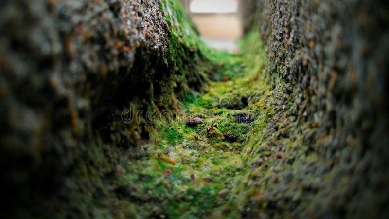 Macro stock photo. Image of moss, macro, wallpaper, scene - 98511202