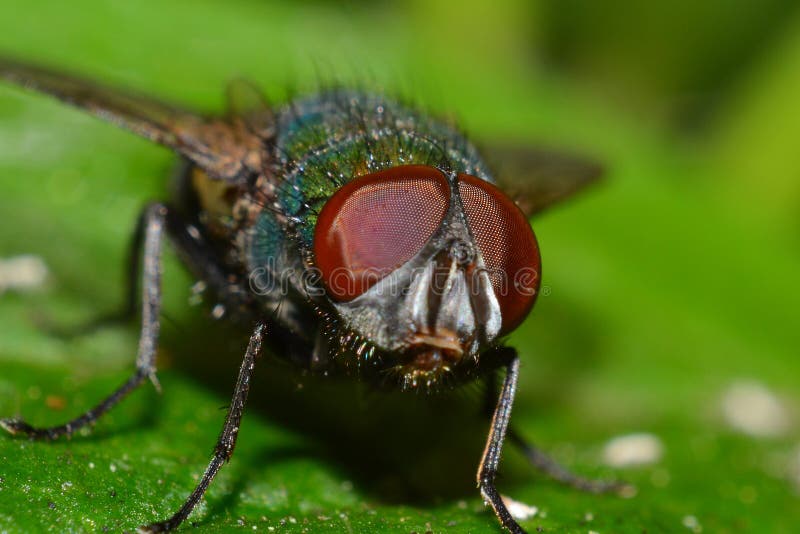 Macro Schot Van Vlieg Met Rode Ogen Stock Foto - Image of insecten ...