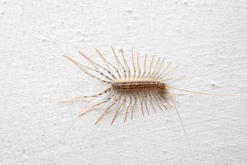 Macro of a Scutigera on a White Wall Stock Image - Image of wall ...