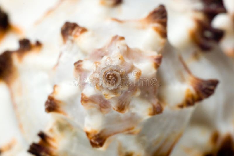Macro of sea shell. stock image. Image of descriptive - 4335923