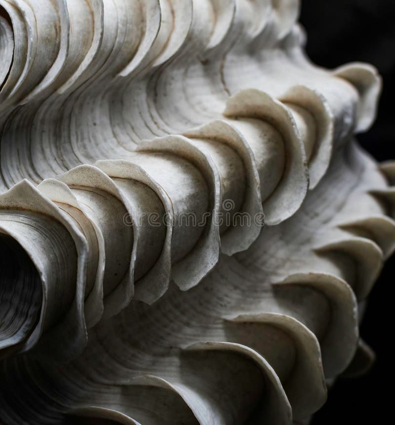 Macro of a Sea Shell Over a Black Background Stock Image - Image of ...