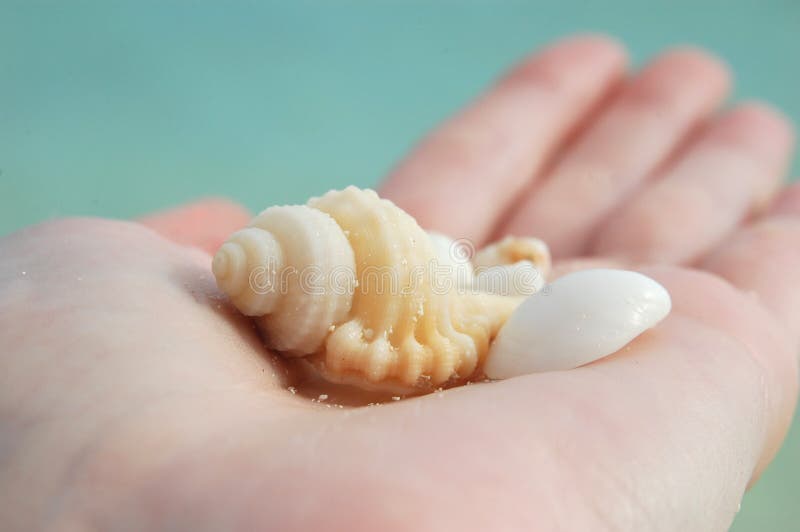 Macro Sea Shells stock photo. Image of summer, gather - 65994798