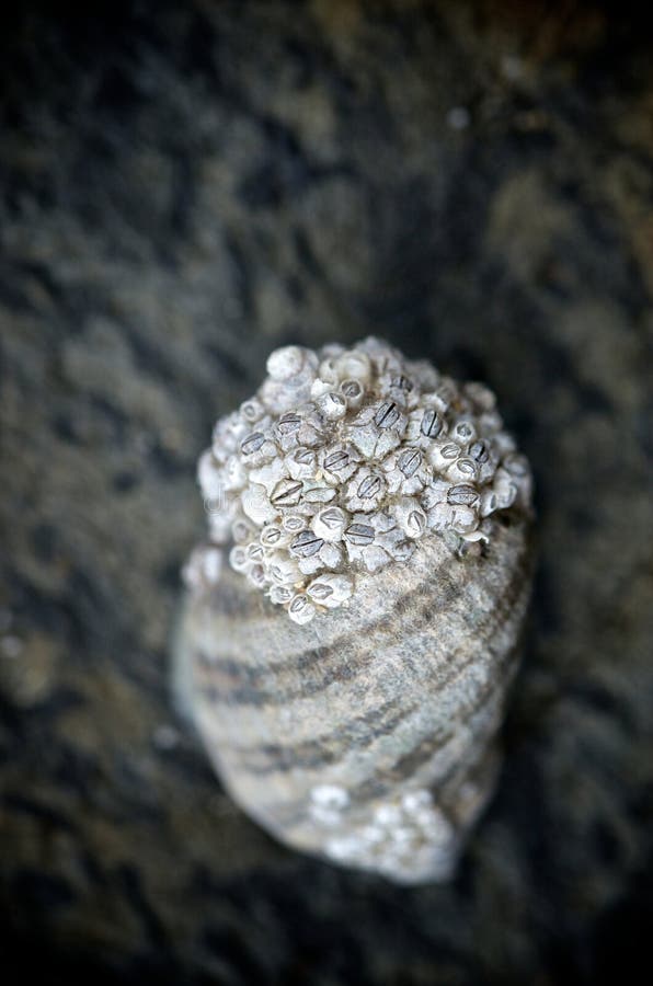 Macro of a Seashell with Barnacles Stock Image - Image of barnacles ...