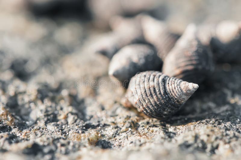Macro seashell in nature stock image. Image of seashell - 91180949