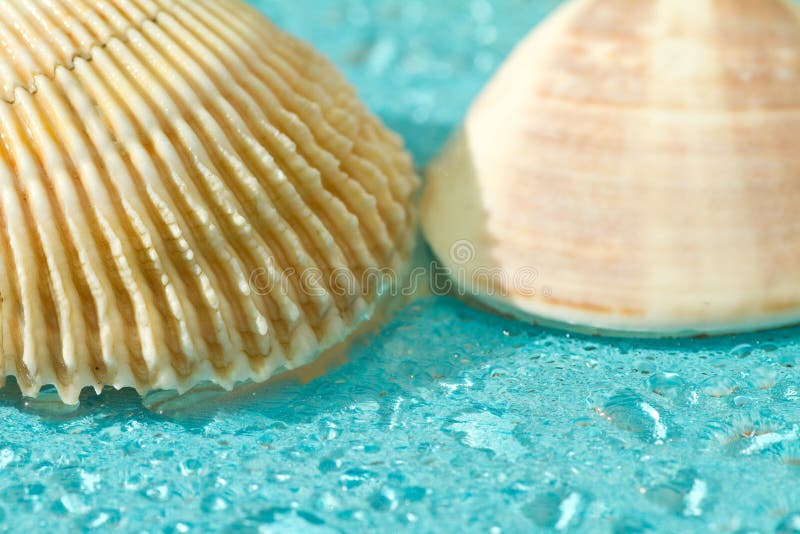 Seashells on a Blue Background Stock Photo - Image of small, scallop ...