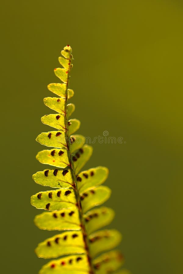 Single fern stock photo. Image of green, abstract, garden - 59038242