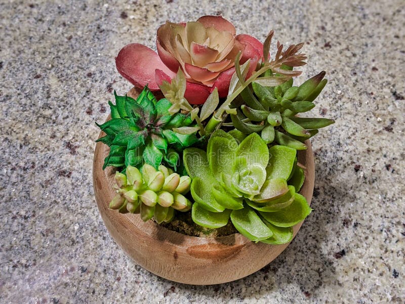 A Small Potted Succulent Plant with Pink Flowers Stock Photo - Image of ...