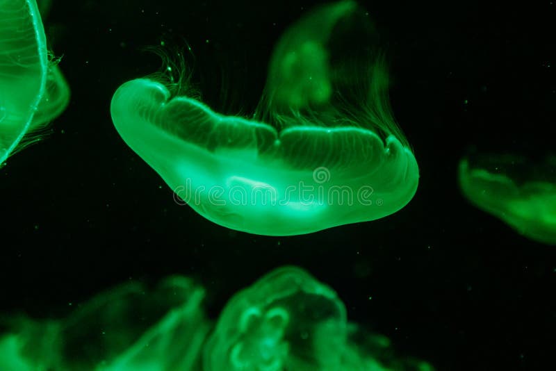 Macro Semaeostomeae D'aurita D'aurelia Image stock - Image du ...