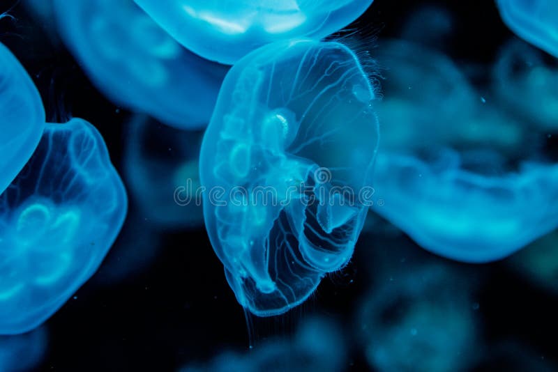 Macro Semaeostomeae D'aurita D'aurelia Photo stock - Image du bleu ...