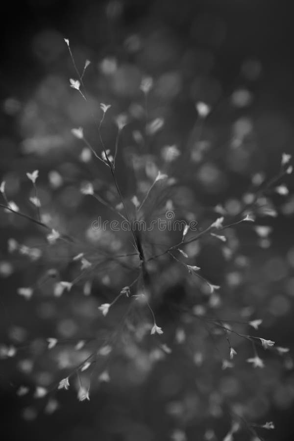 Selective Focus Image of Leaves Abstract Image Stock Photo - Image of ...