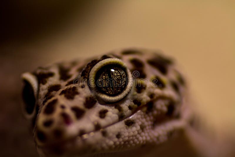 Macro Shallow Focus Shot of a Face of a Leopard Gecko Stock Image ...