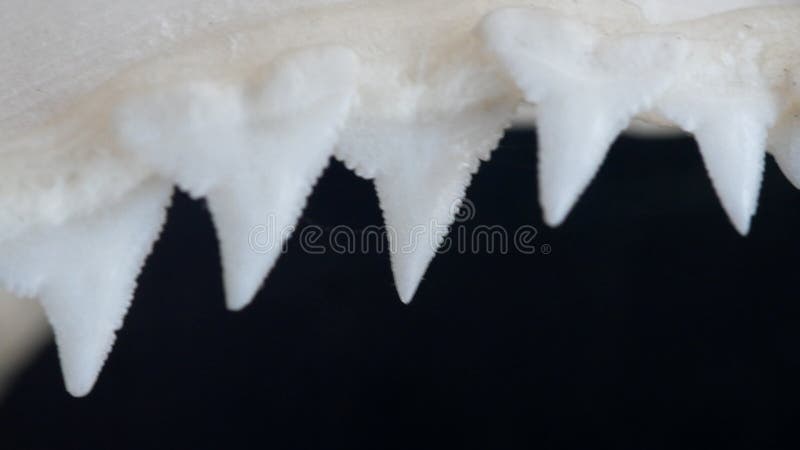 Laser Shark Stock Photos - Free & Royalty-Free Stock Photos from Dreamstime