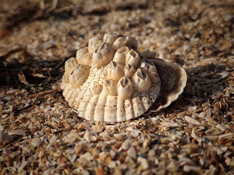 Macro of Sea shell texture stock photo. Image of cerastoderma - 58144364